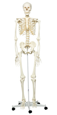 3B Scientific Anatomical Model - Stan the classic skeleton on roller s ...