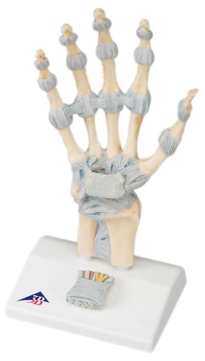 3B Scientific Anatomical Model - hand skeleton with ligaments - Includ ...