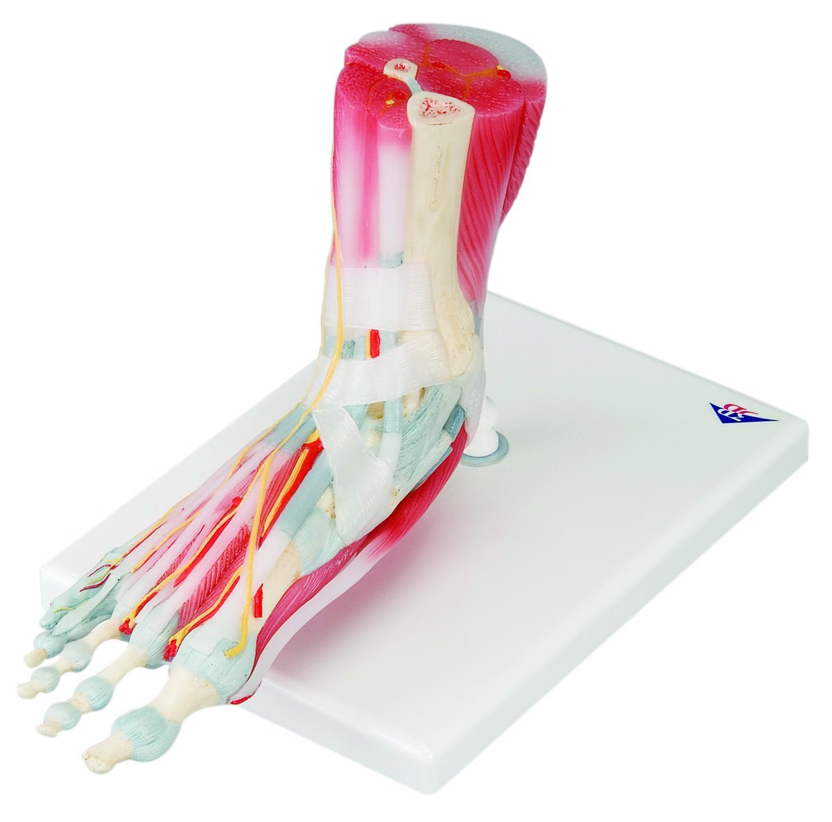 Anatomical Model - foot skeleton with removable ligaments & muscles, 6 ...